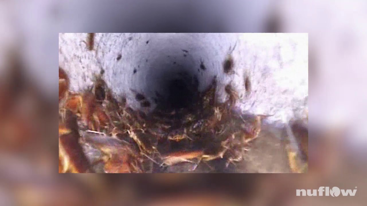 Nuflow pipe inspection with Cockroach invasion - YouTube