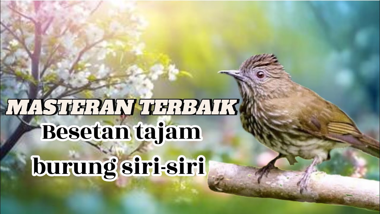 AUDIO MASTERAN BURUNG SIRI-SIRI!! Dengan jeda agar mudah ditiru ...