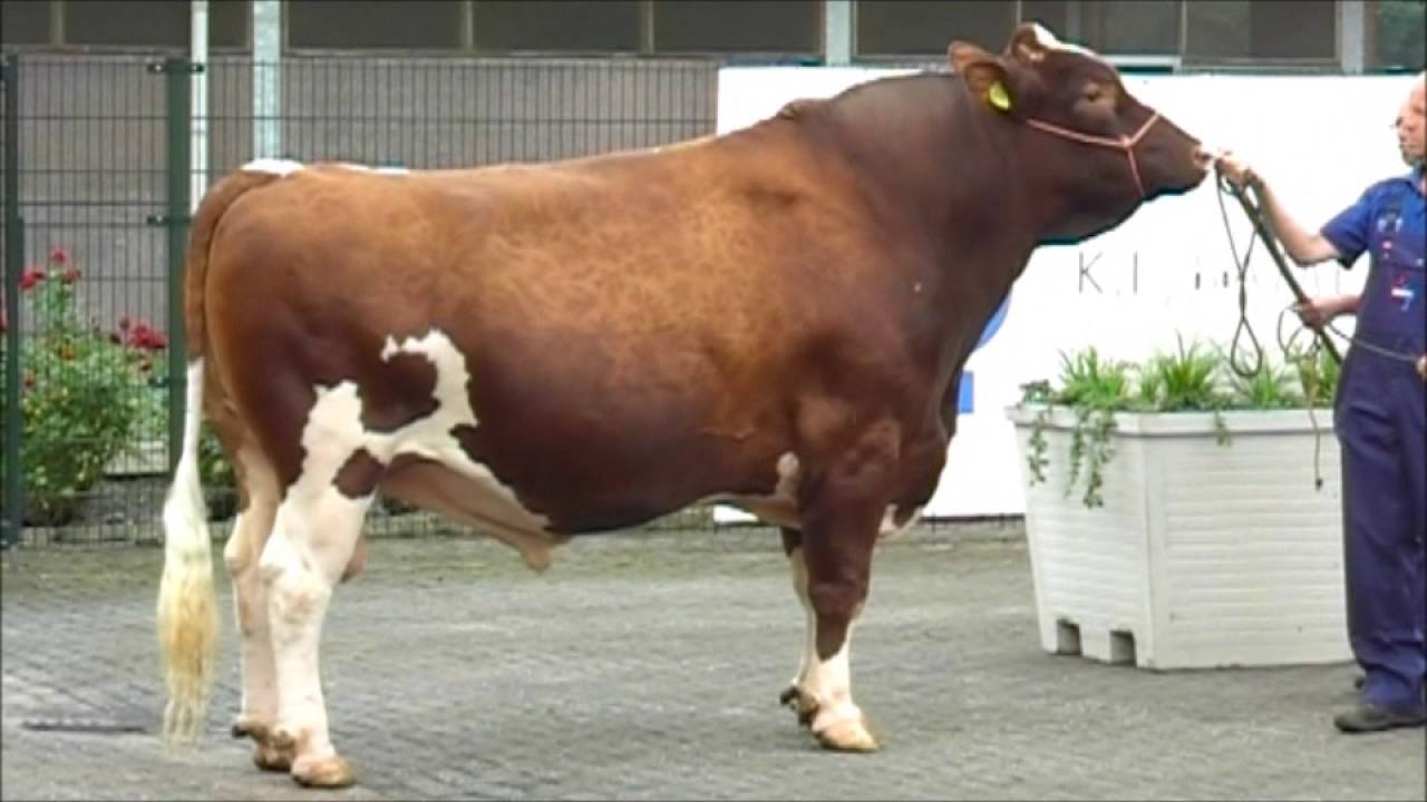 stieren ki samen belevingsdagen - YouTube