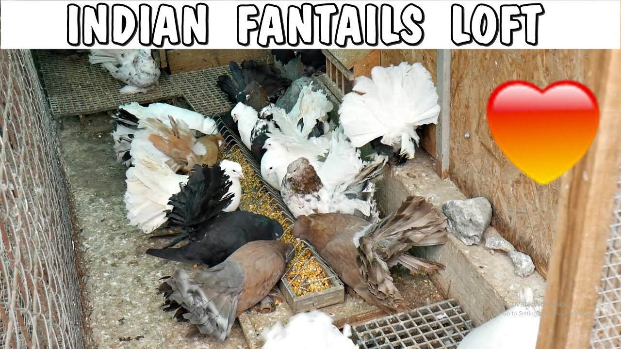 Pigeon Loft With Indian Fantails Fancy - My special birds - YouTube