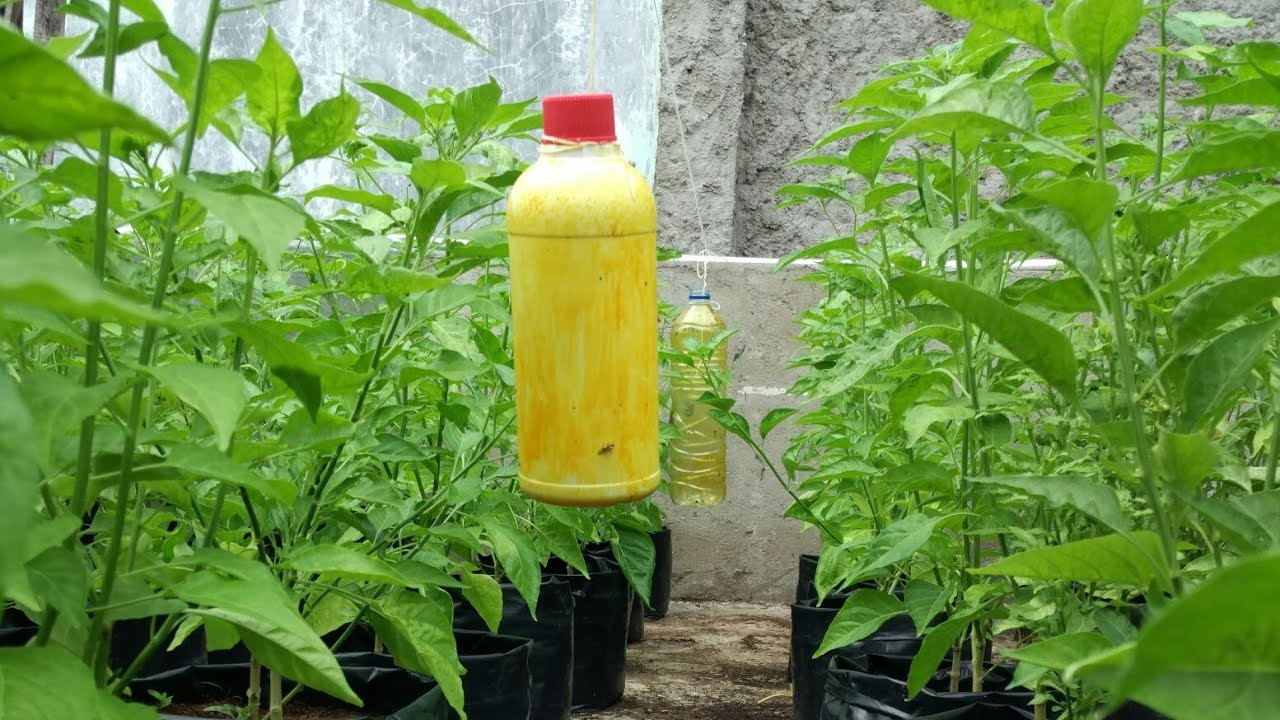 membuat perangkap hama lalat buah tanaman cabe - YouTube