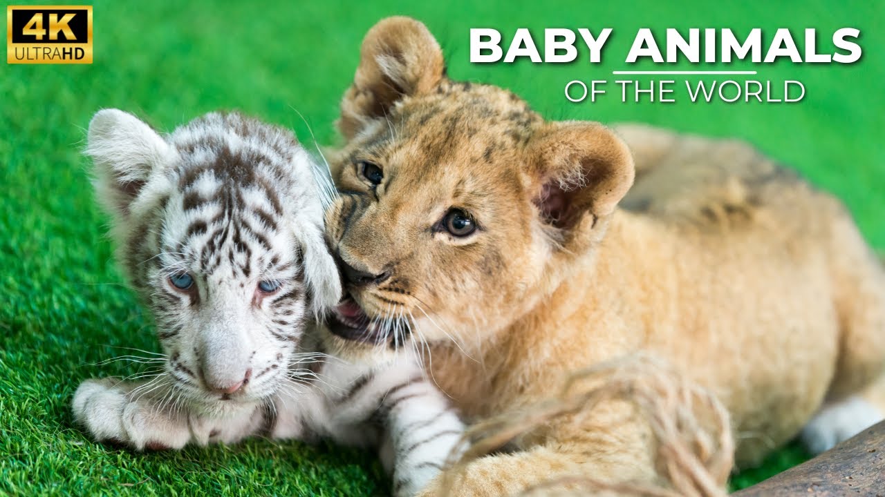 Baby Animal Videos | 20+ Minutes Of Cute Baby Animals - YouTube