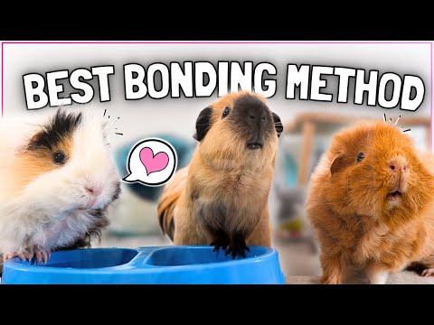 How to Introduce New Guinea Pigs Successfully 🐹🐹