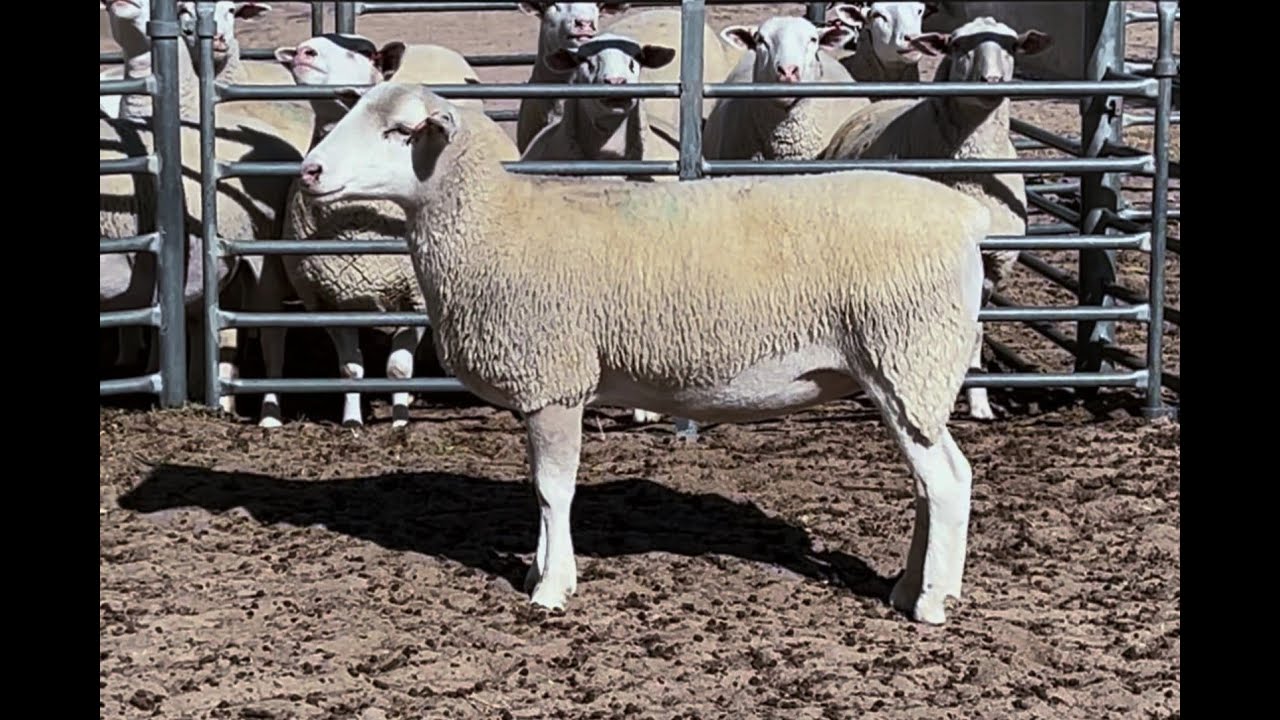 Lot 23 DG 230711 - YouTube