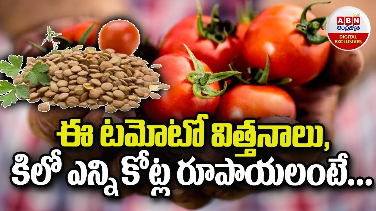 ఈ టమోటో విత్తనాలు, కిలో ఎన్ని కోట్ల రూపాయలంటే..| World's Most Expensive ...