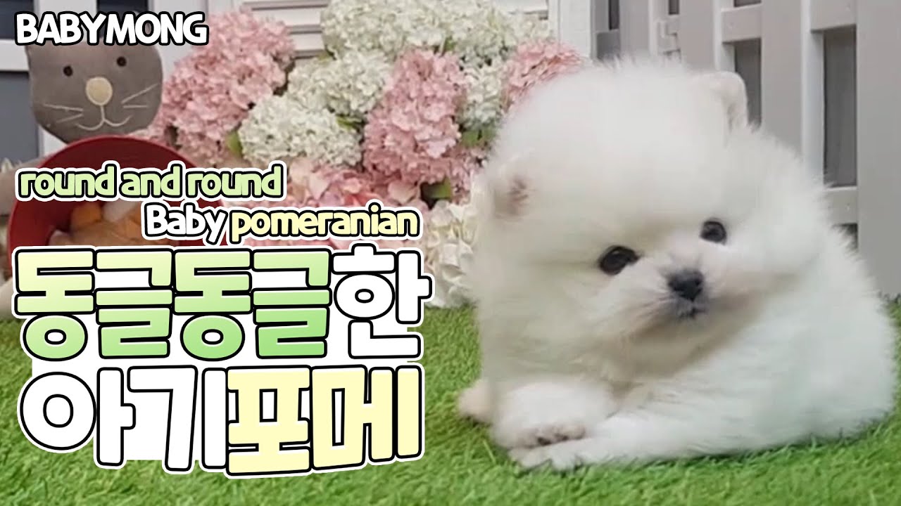 (ENG)[포메라니안분양] 동글동글한 아기포메라니안 ~round and round Baby pomeranian~ - YouTube