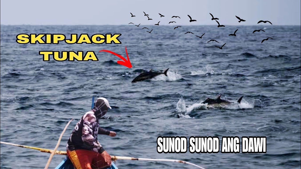 SKIPJACK TUNA IN WEST PHILIPPINE SEA | 47 KILOS SUNOD SUNOD ANG DAWI ...