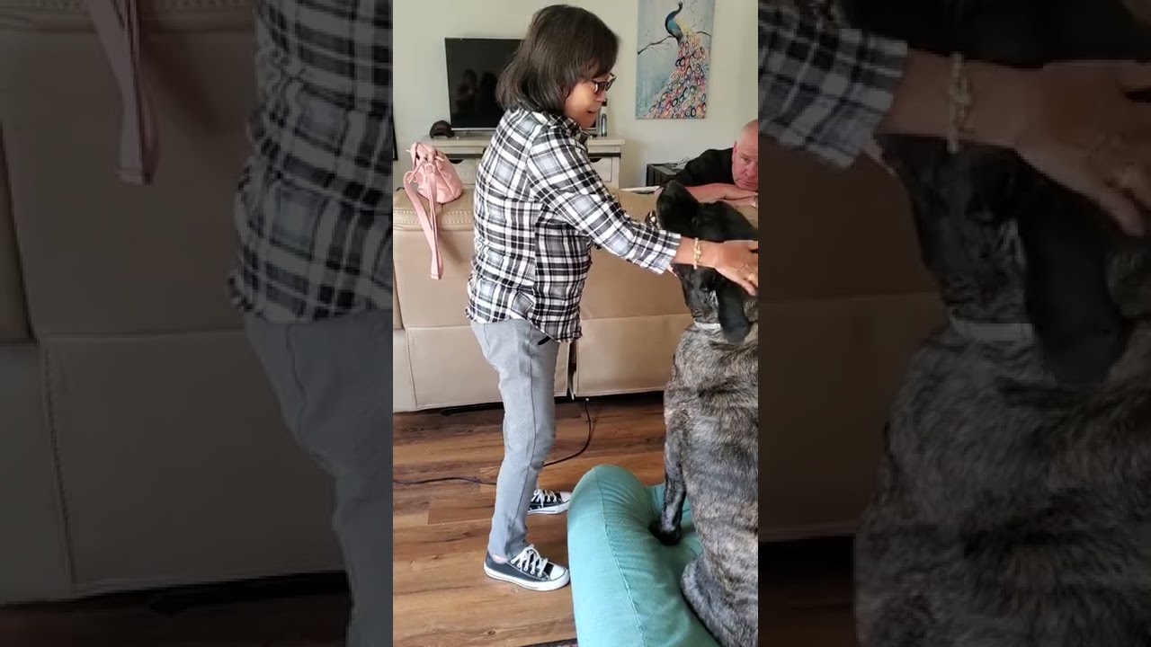 THE BIG MASTIFF DOG ALMOST 300 LBS, MAXIMUS - YouTube