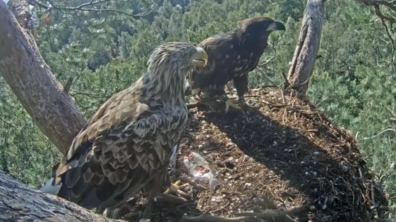Eagle Dad brings fish and eat it | White-tailed eagles | Aug 6, 2024 ...