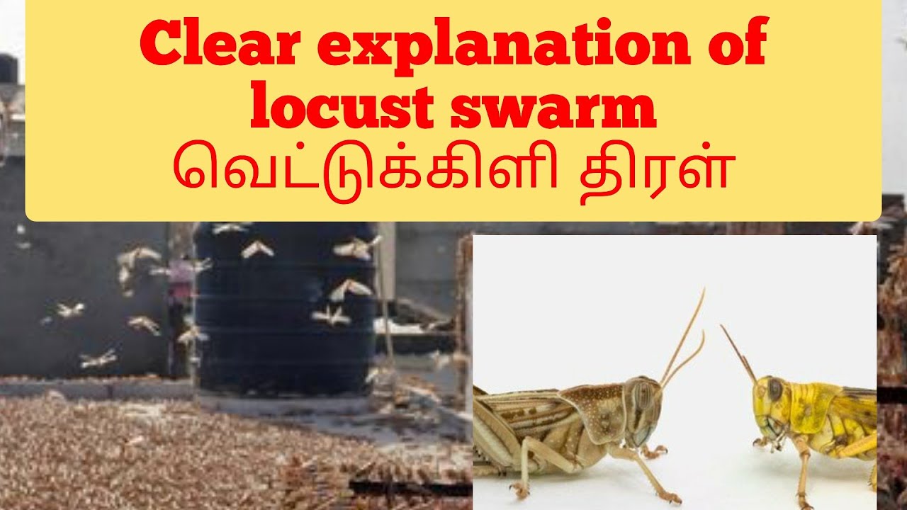 Clear explanation of Locust Attack - YouTube