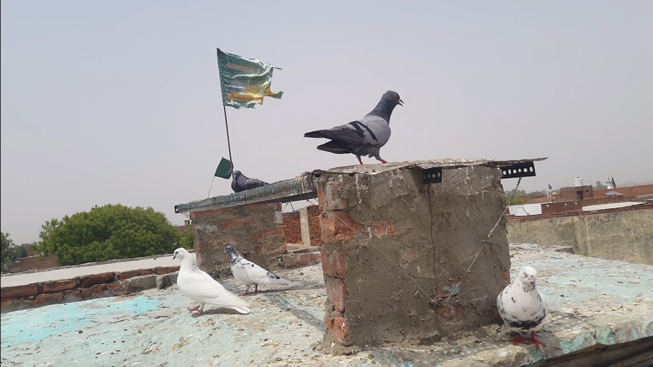 1 bje Ud ke aayi hri kabootari | mustak pigeons - YouTube