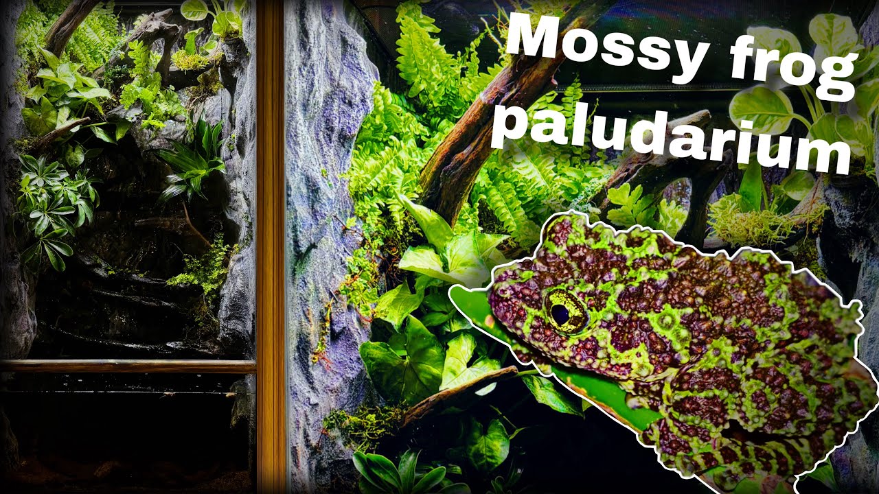 Naturalistic Vietnamese mossy frog paludarium w/drip wall feature - YouTube