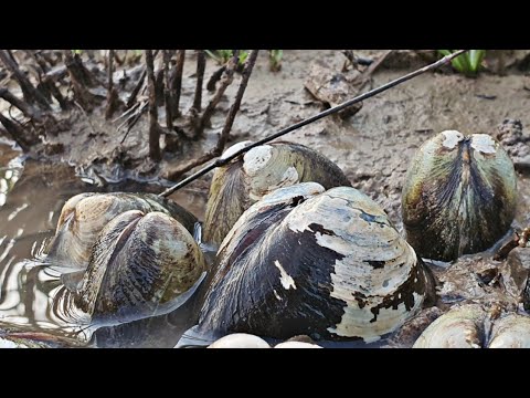 Wow! Wow! a man catch many mud clams in a river trail during low tide ...