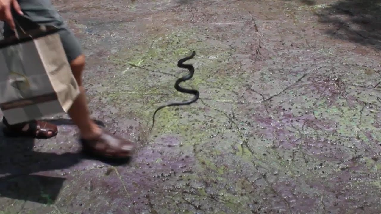 Snake at Magic Kingdom Disney World.. A Guy almost steps on it! - YouTube