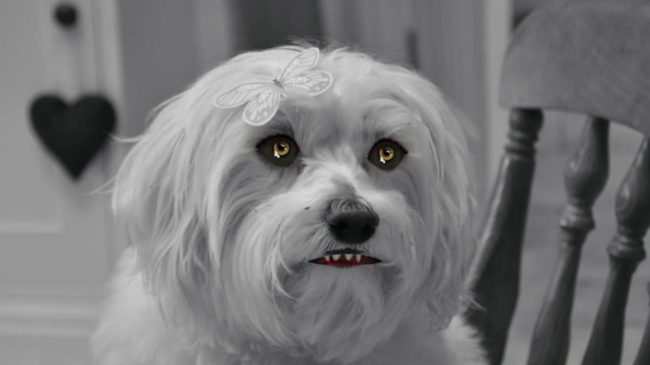Molly the posh pooch - YouTube