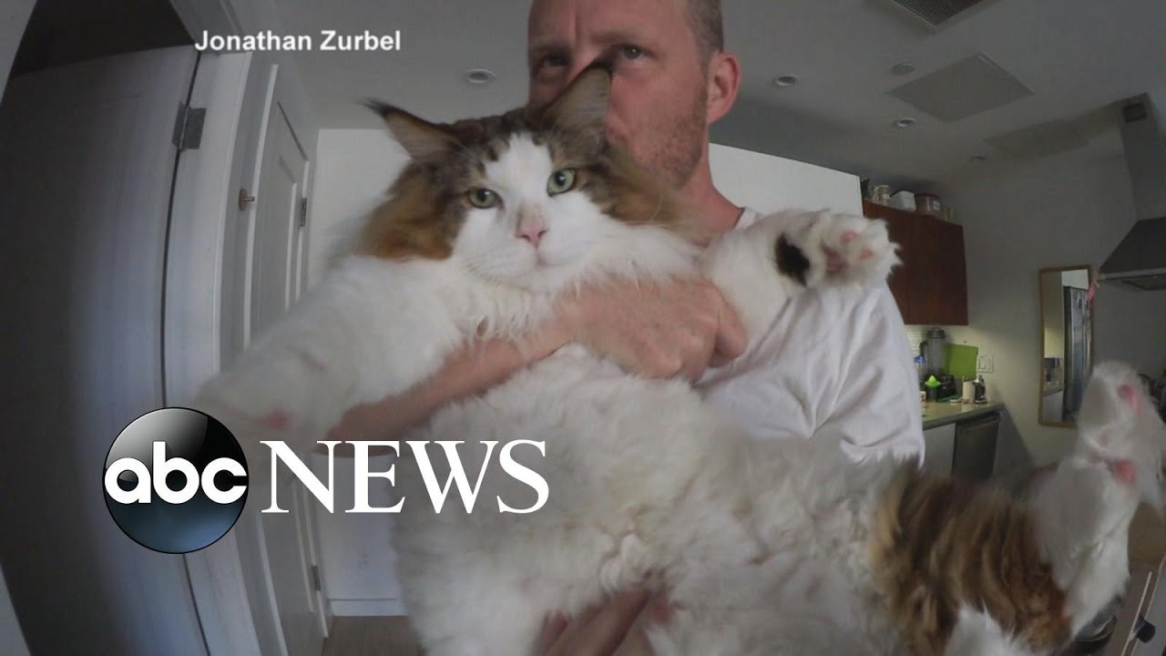 28-Pound Cat Rivals Bobcat in Size - YouTube