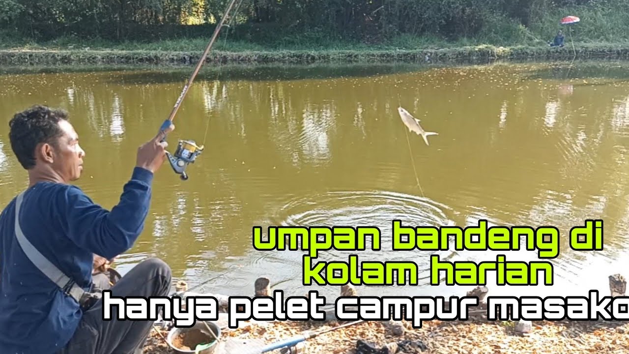 mancing bandeng di kolam harian, kolam pancing tugu - YouTube