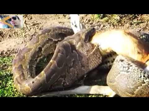 অজগর সাপ কিভাবে হরিণ খায় | Python Eat Gazelle | Snake Vs Deer - YouTube