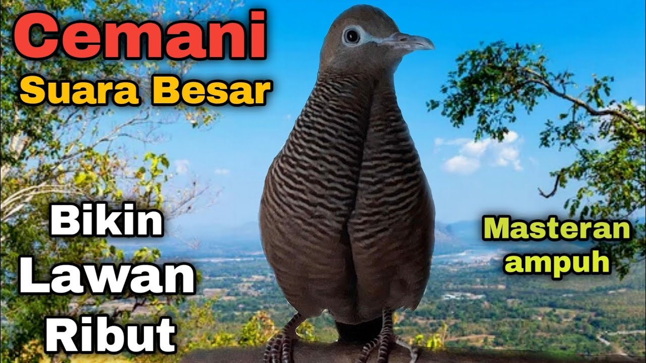 Perkutut cemani gacor SUARA BESAR sekali putar 100% bikin ribut - YouTube