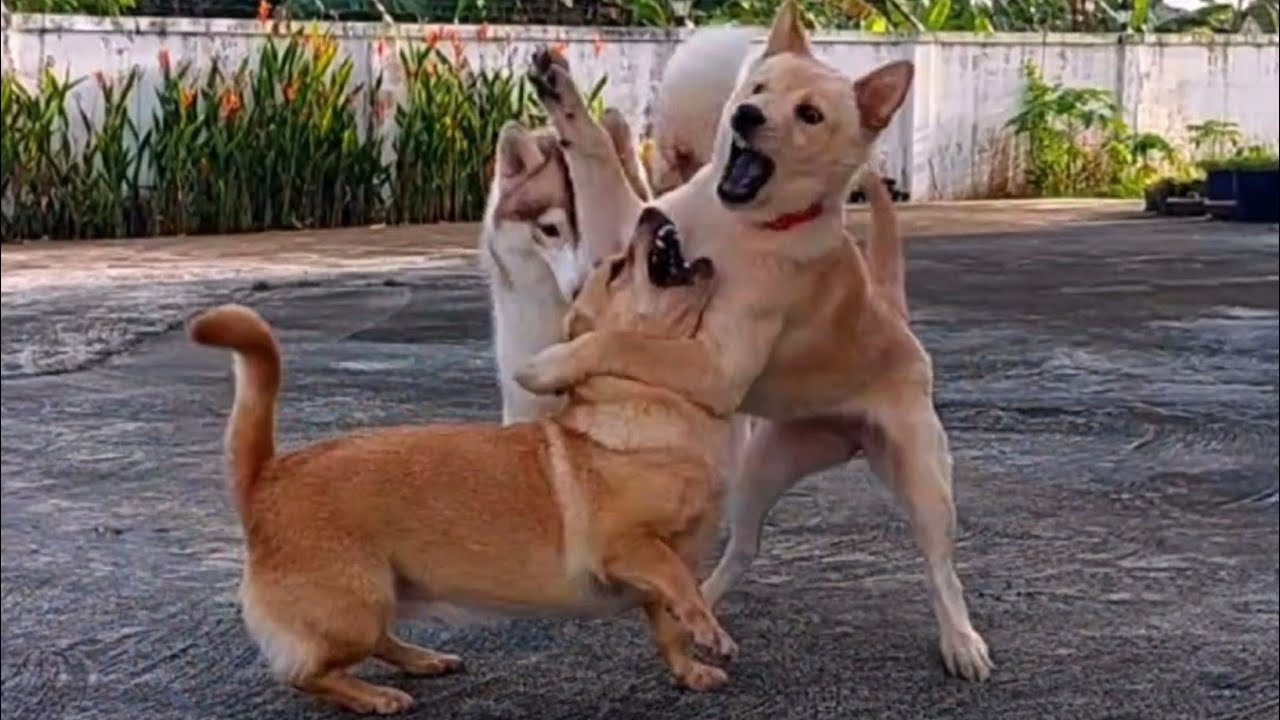 Funny three dogs that will definitely brighten you day | Funny dogs ...