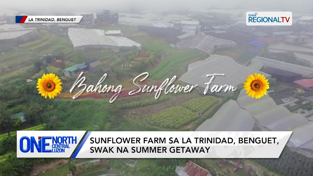 One North Central Luzon: Sunflower Farm sa La Trinidad, Benguet, ating ...