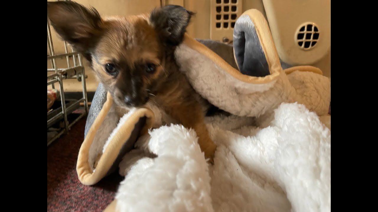 Puppy Java loves his blanket someone kindly sent, his first fan present ...