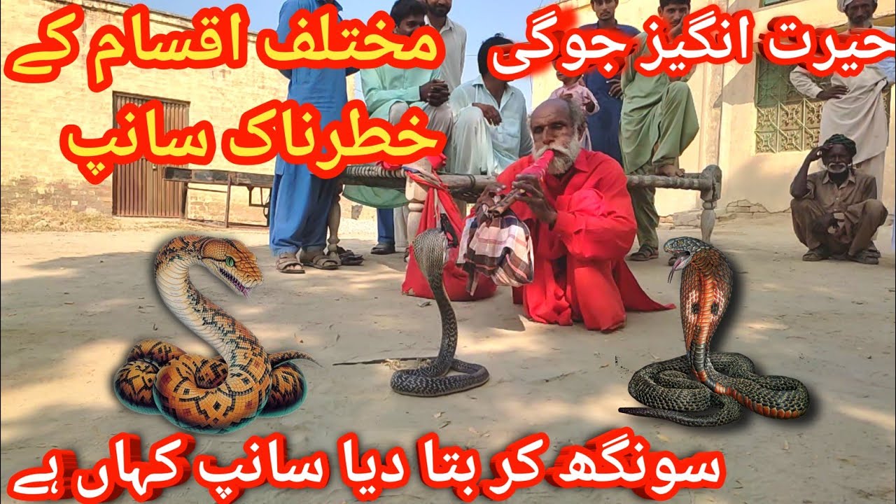 Snake Catching | Jogi Snake smelling sense | Black Cobra Snake Hunting ...