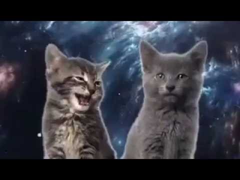 LA CANCION DE LOS GATOS