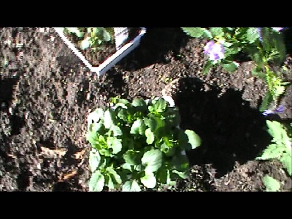 Wee Garden Vlog - YouTube
