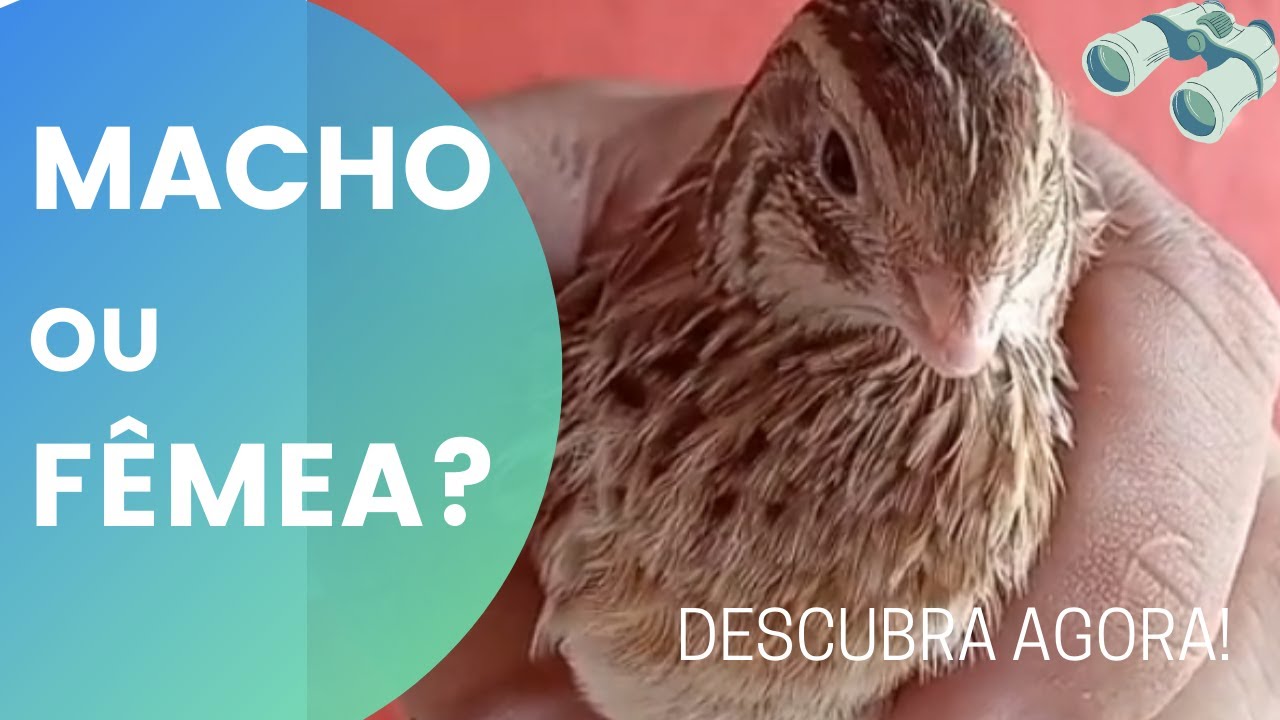 COMO SABER SE A CODORNA É MACHO OU FÊMEA - YouTube