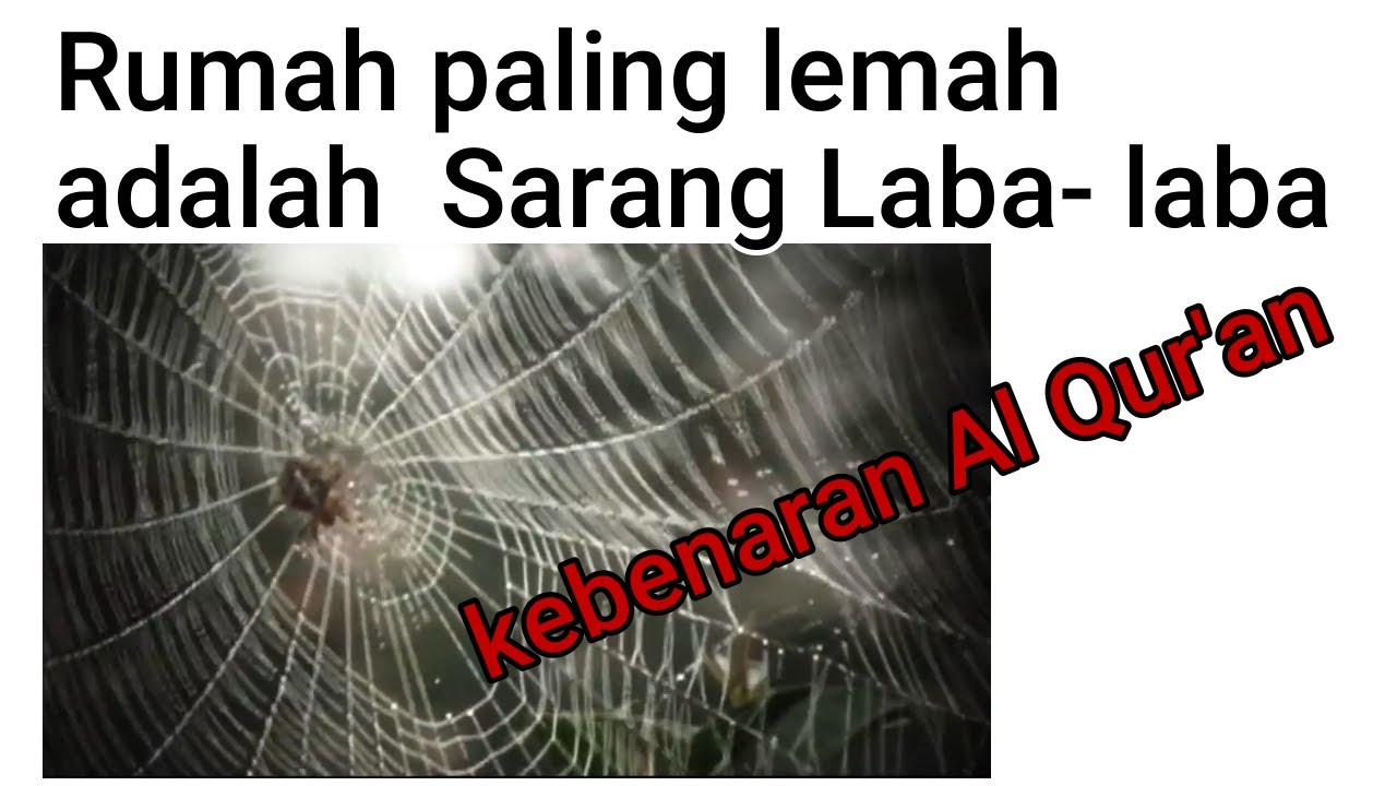 Rumah laba laba adalah rumah yang paling lemah (KEAJAIBAN AL QUR'AN ...