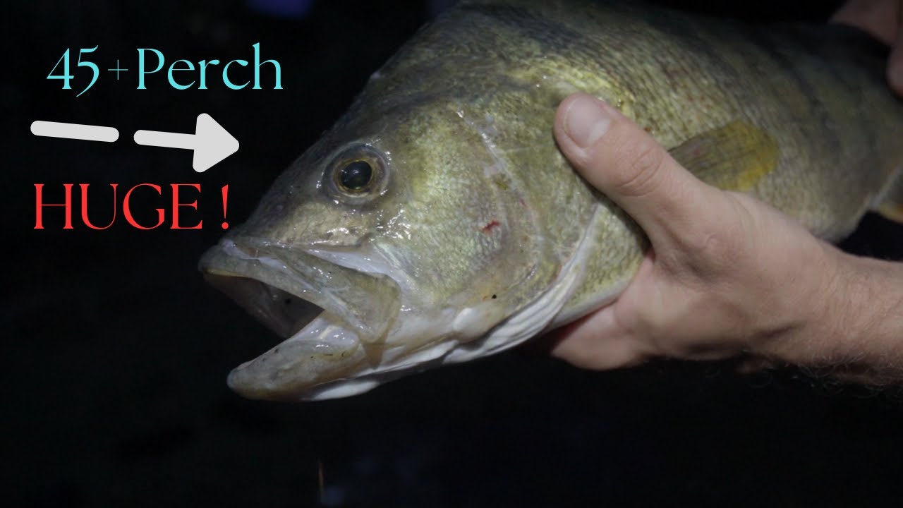 Shooting sounds of nature and a HUGE perch catch ASMR (heavy rain ...