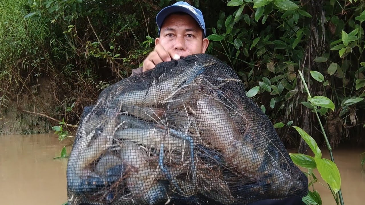 Terciduk!! Udang Galah Monster Dibawah Pohon Tua Raksasa/Mancing Udang ...