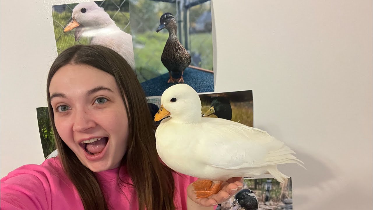 Ranking My Pet Ducks Week 17 | Featuring Sugar The Duck - YouTube