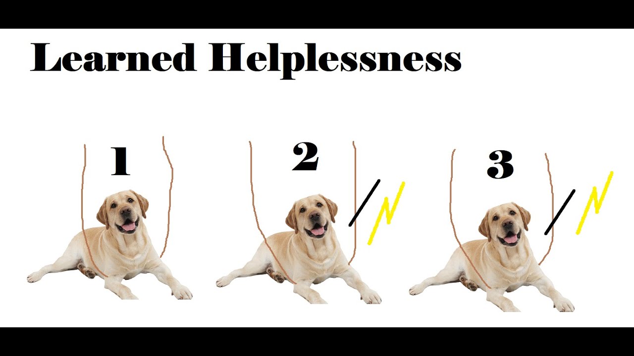 Learned Helplessness - YouTube