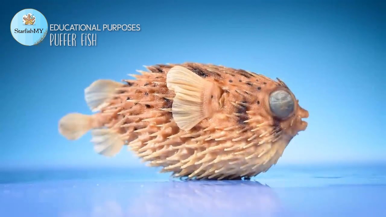 PUFFER FISH - Buntal - YouTube