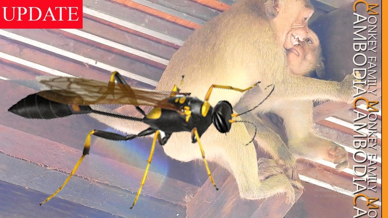 Boom.... Janet Cried with Pain When Mud Dauber Bite Her Mouth - YouTube