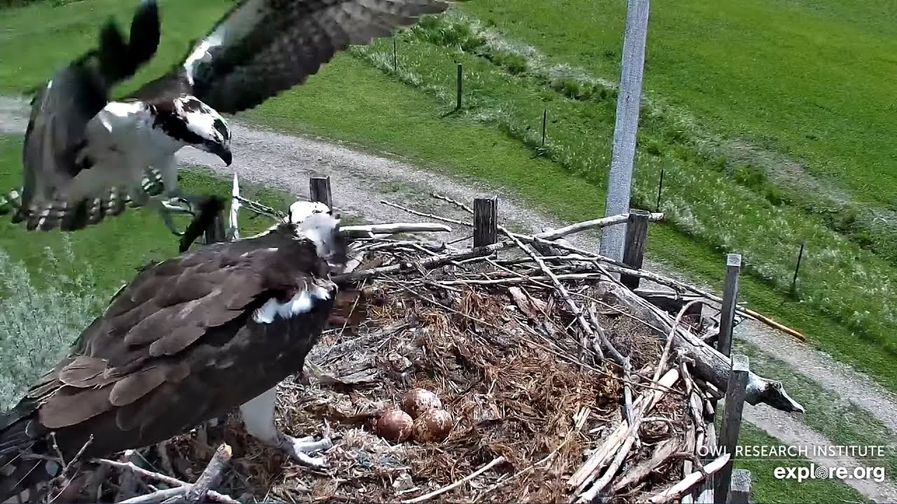 Charlie delivers a headless Trout - Charlo Osprey Nest/explore.org 2024 ...