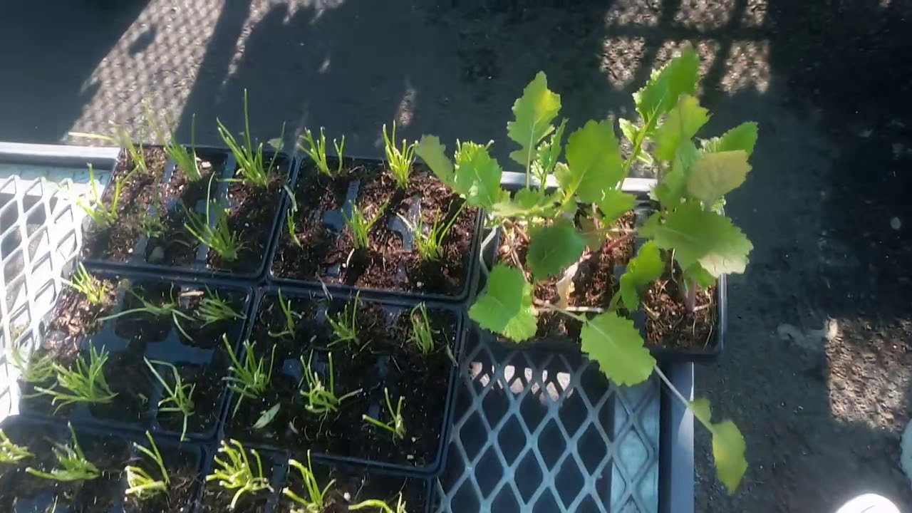 My trip to Stodels // new seeds to sow// South African Cape Town Garden ...