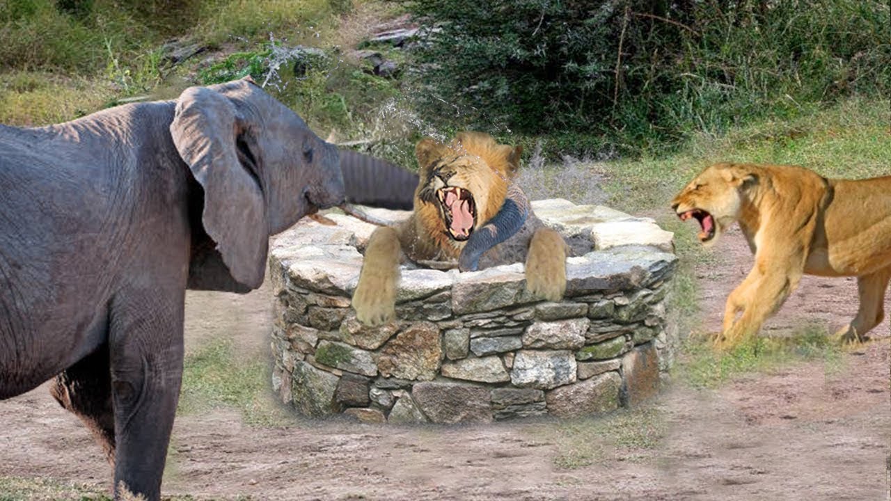 Lioness Tried To Struggle And Scratched To Escape The Tightening Ring ...