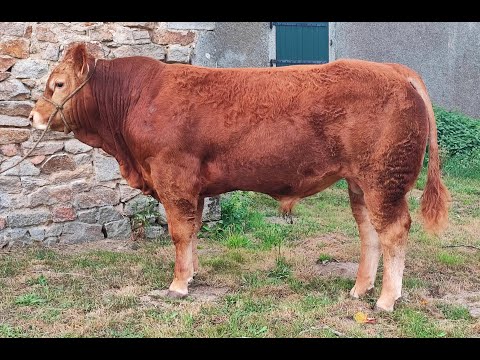 LOT 43 - TARZAN - LETESSIER THOMAS