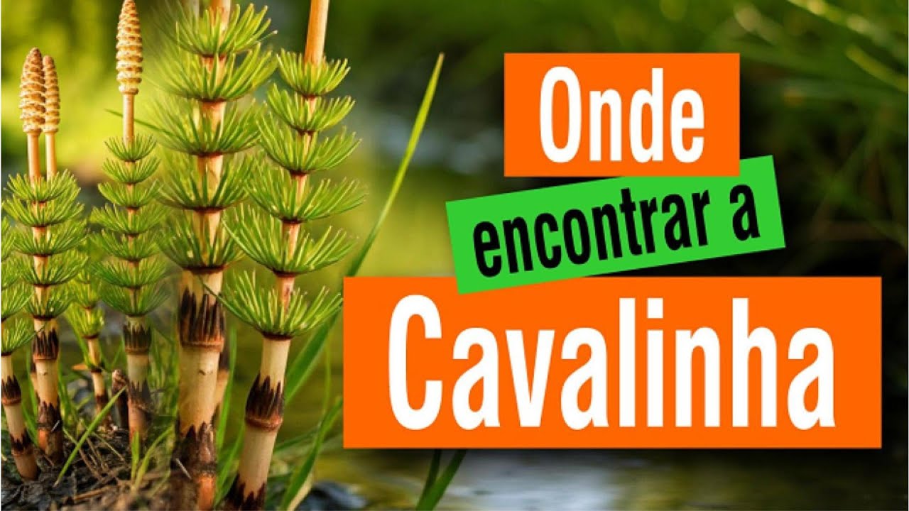Cavalinha: Onde Encontrar Essa Planta Medicinal na Natureza? - YouTube