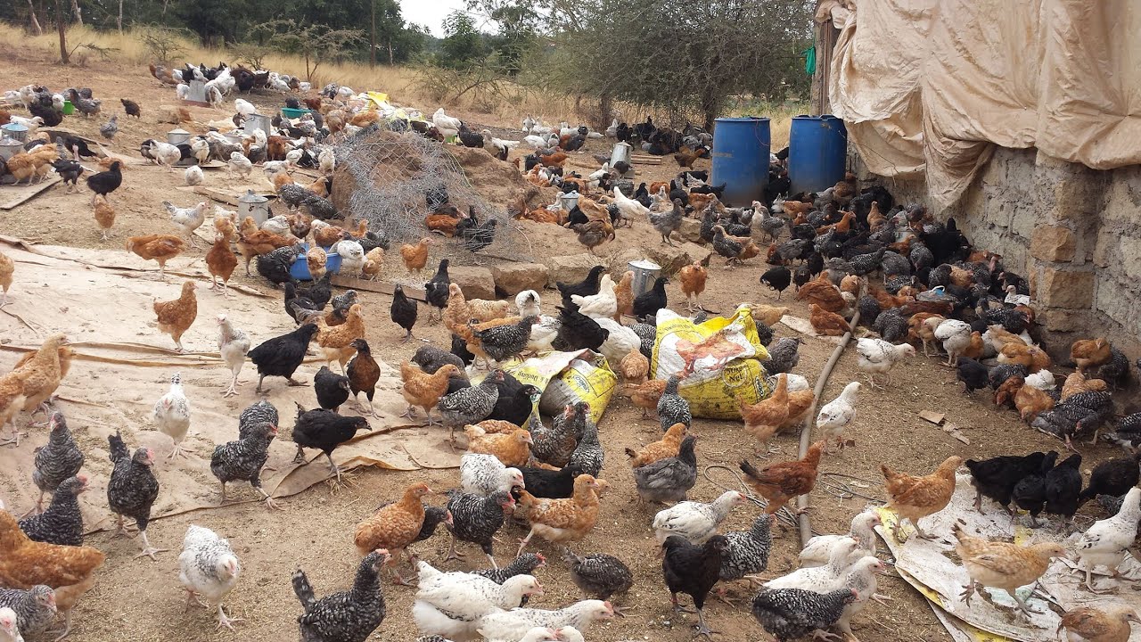 Ziwani Poultry Farm - Kikuyu version Part 2 - YouTube