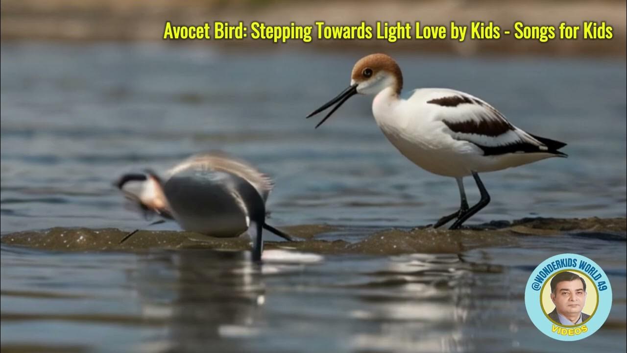 Avocet Bird Stepping Towards Light Love by Kids - Songs for Kids - YouTube