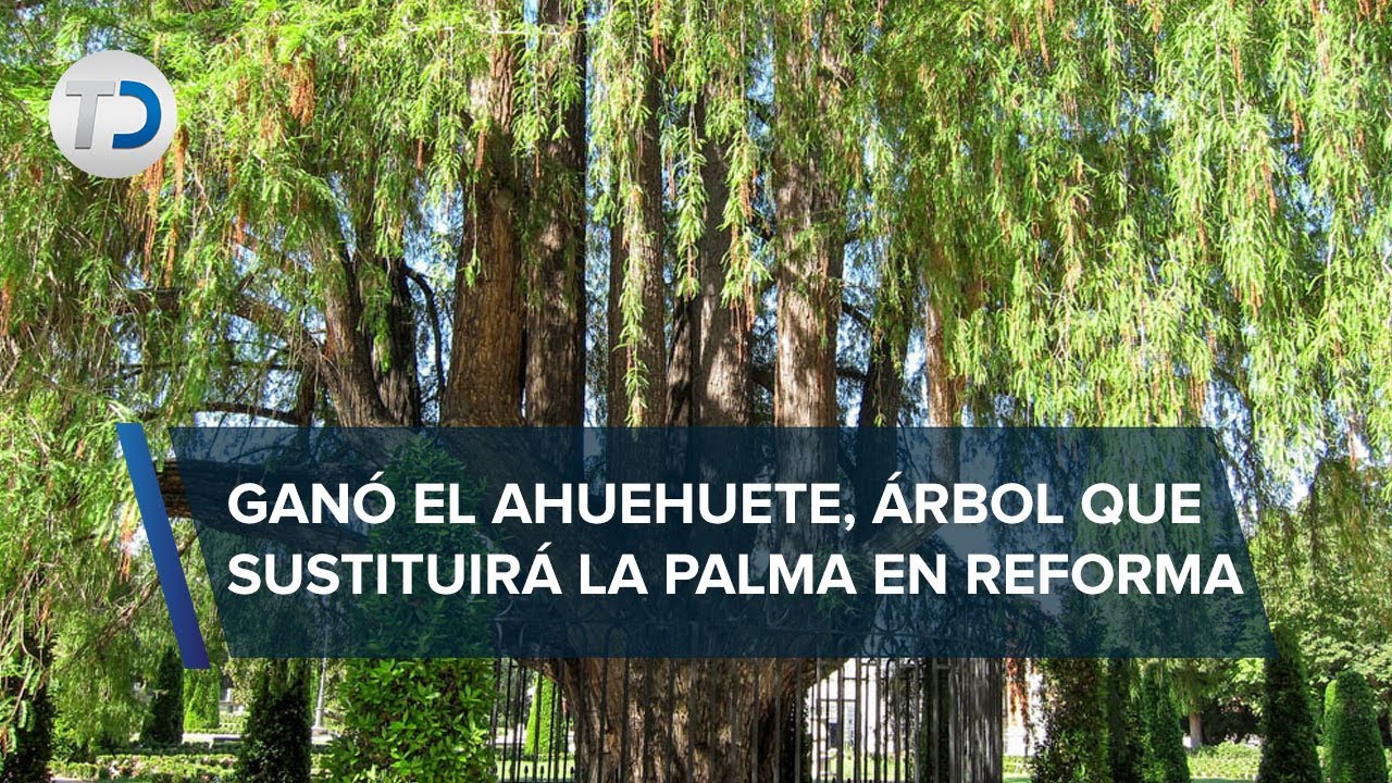 ¿Es mexicano? Conoce al ahuehuete, árbol que sustituirá a La Palma en ...