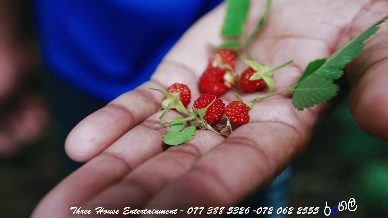 Tree house rangala holly day - YouTube