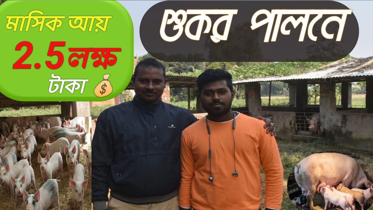PIG FARMING BUSINESS/Full information of Pig Farming/Pig Farming in ...