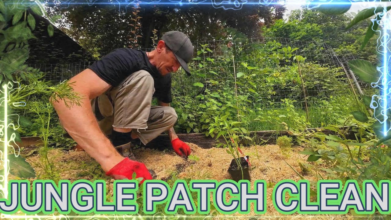 Jungle Patch Clean Up - YouTube
