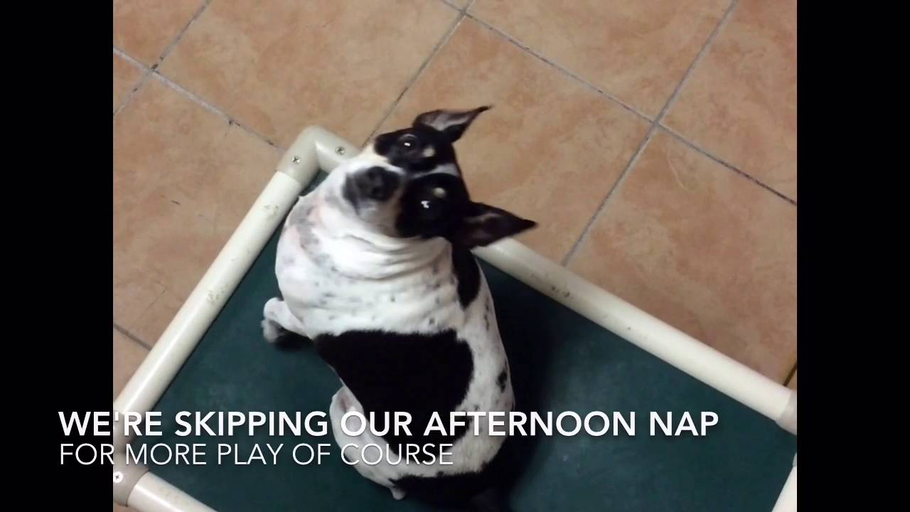 Skip a nap - YouTube