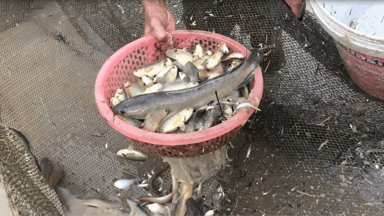 Net Fishing | Amazing net catch fish in the pond. - YouTube